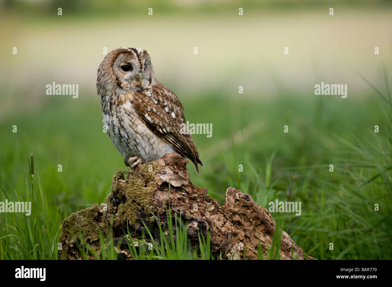 Tawny Owl landscape in field Stock Photo - Alamy