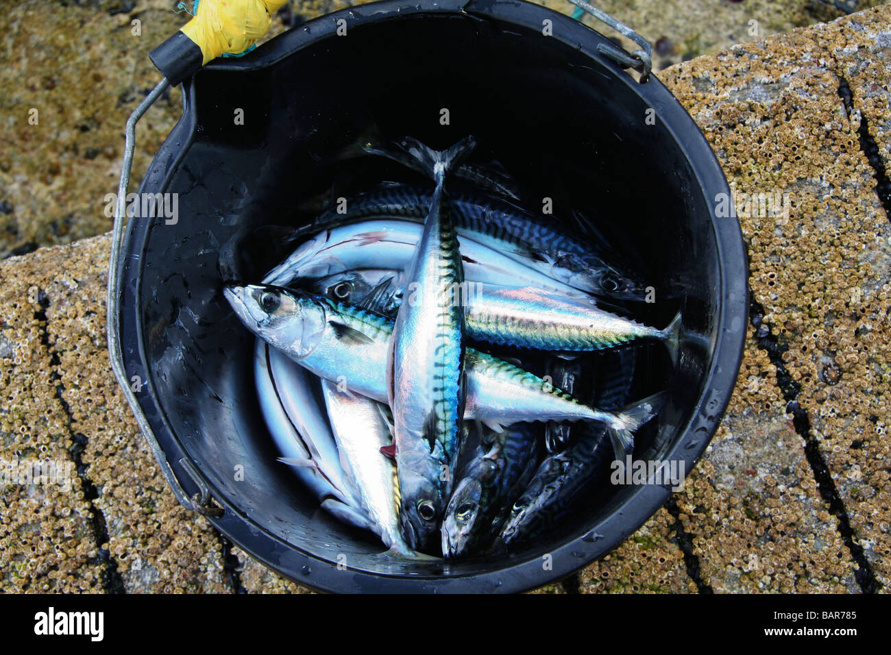 A bucket of fresh mackrel fish caught off the Island of Staffa, famous ...