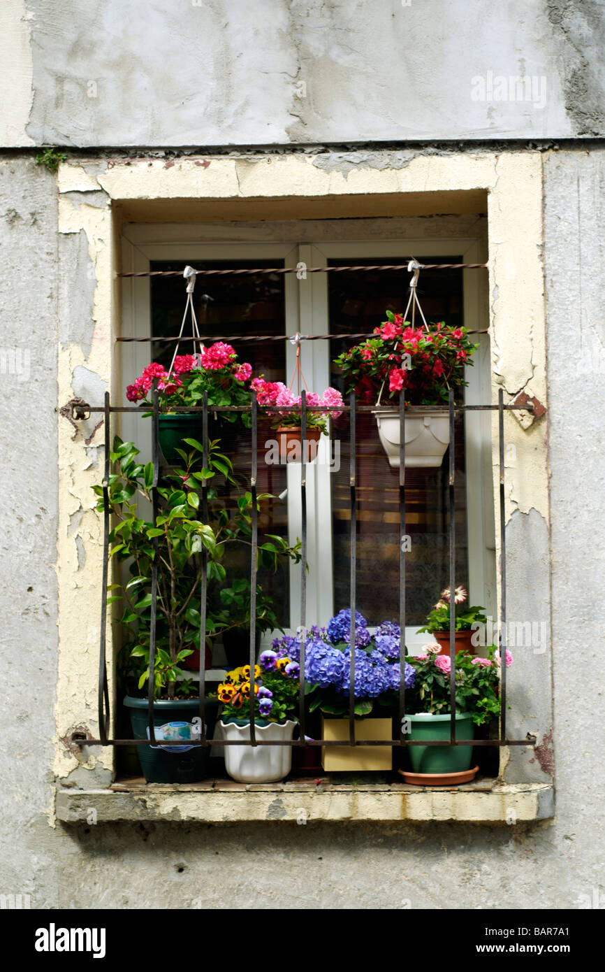 Flowers in a window Stock Photo - Alamy