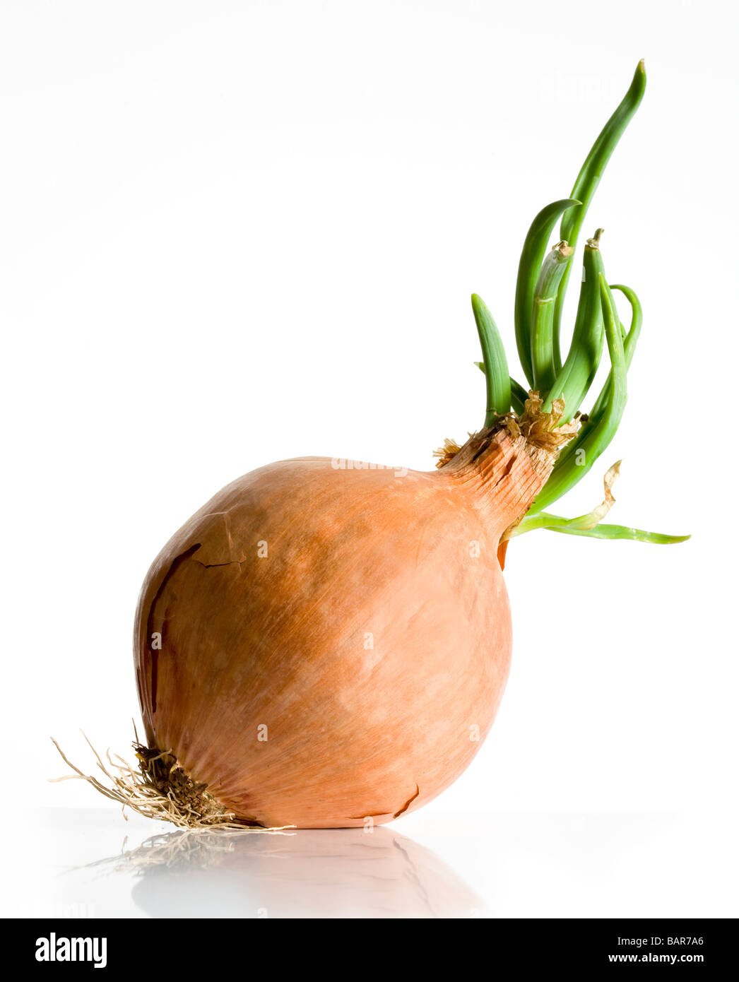 brown onion on white background Stock Photo - Alamy