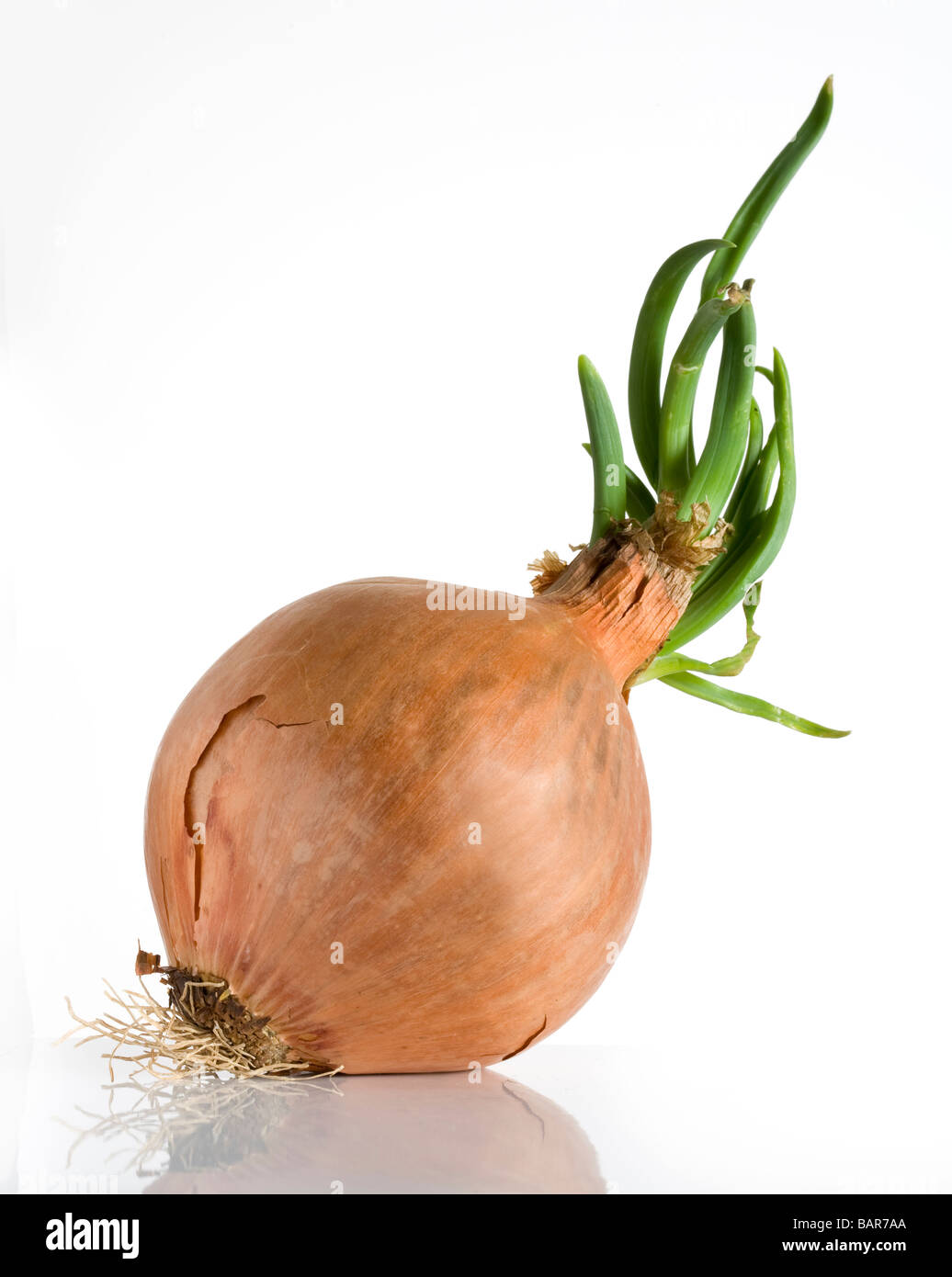 brown onion on white background Stock Photo - Alamy