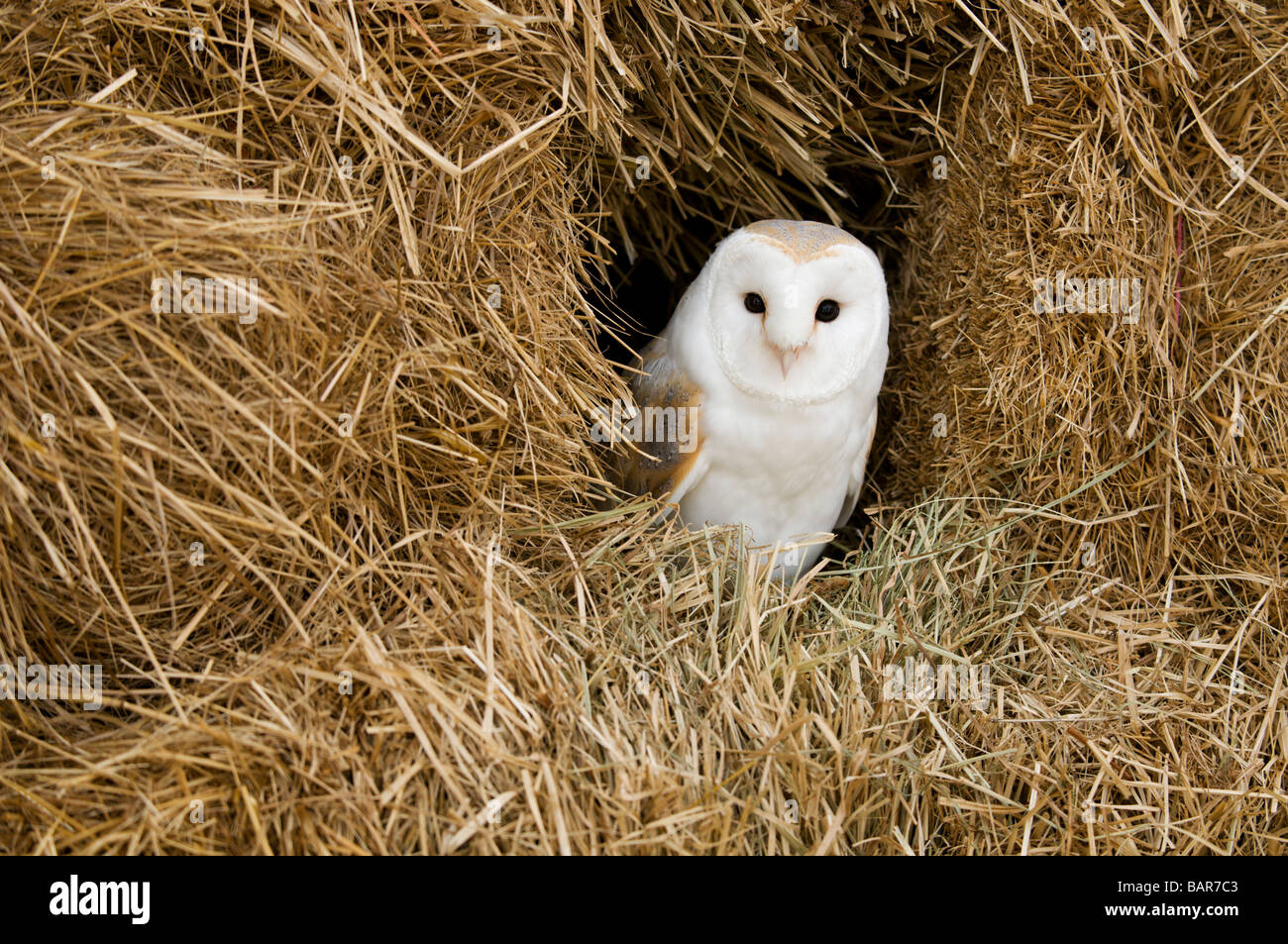 Barn Owl landscape amongst hay bales Stock Photo - Alamy