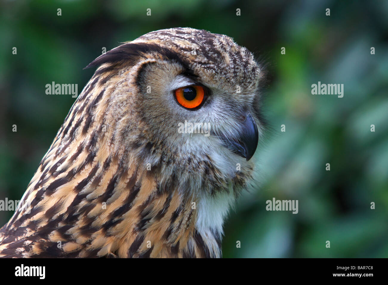 Profile portrait of eagle owl hi-res stock photography and images - Alamy