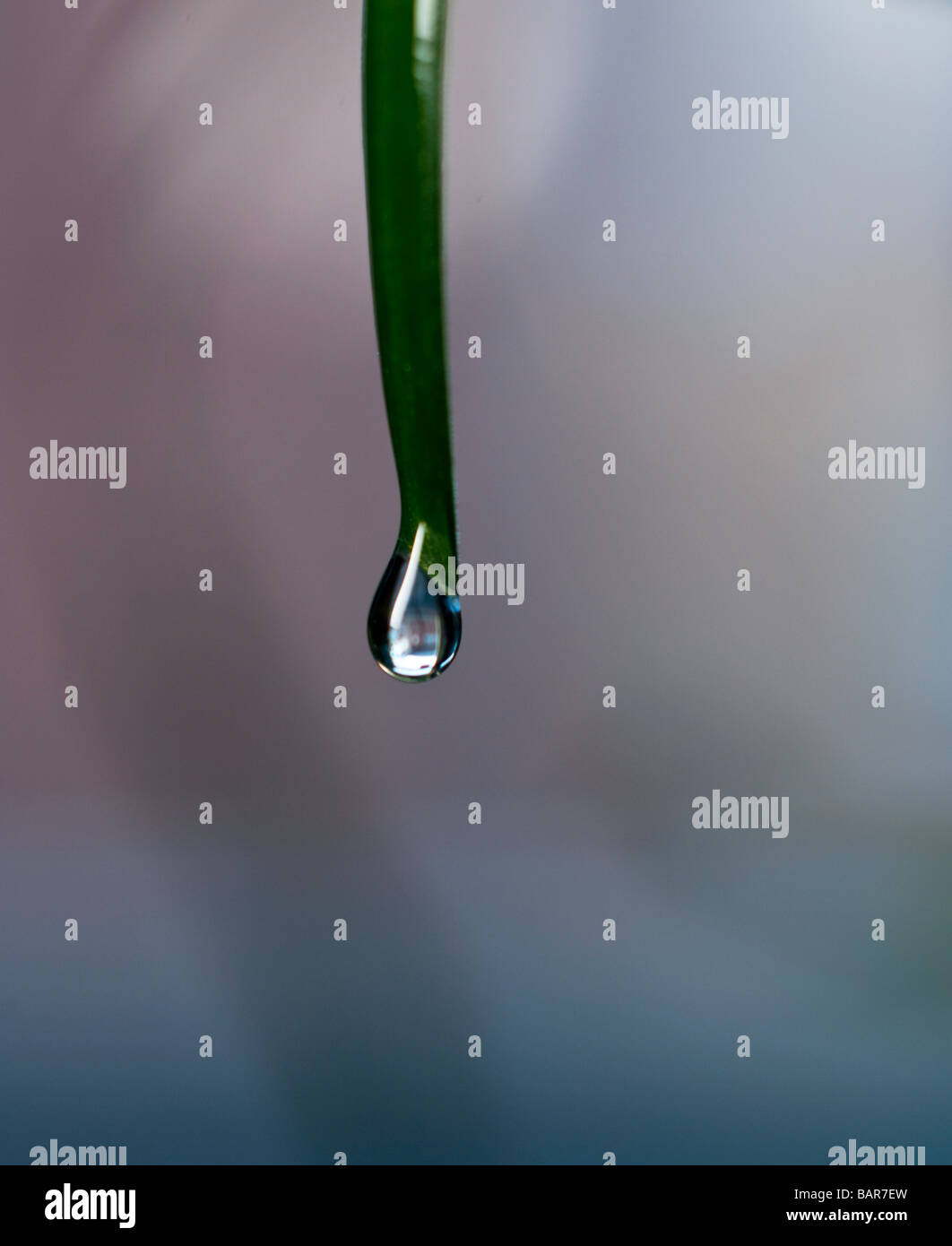 Drip tip plant hi-res stock photography and images - Alamy