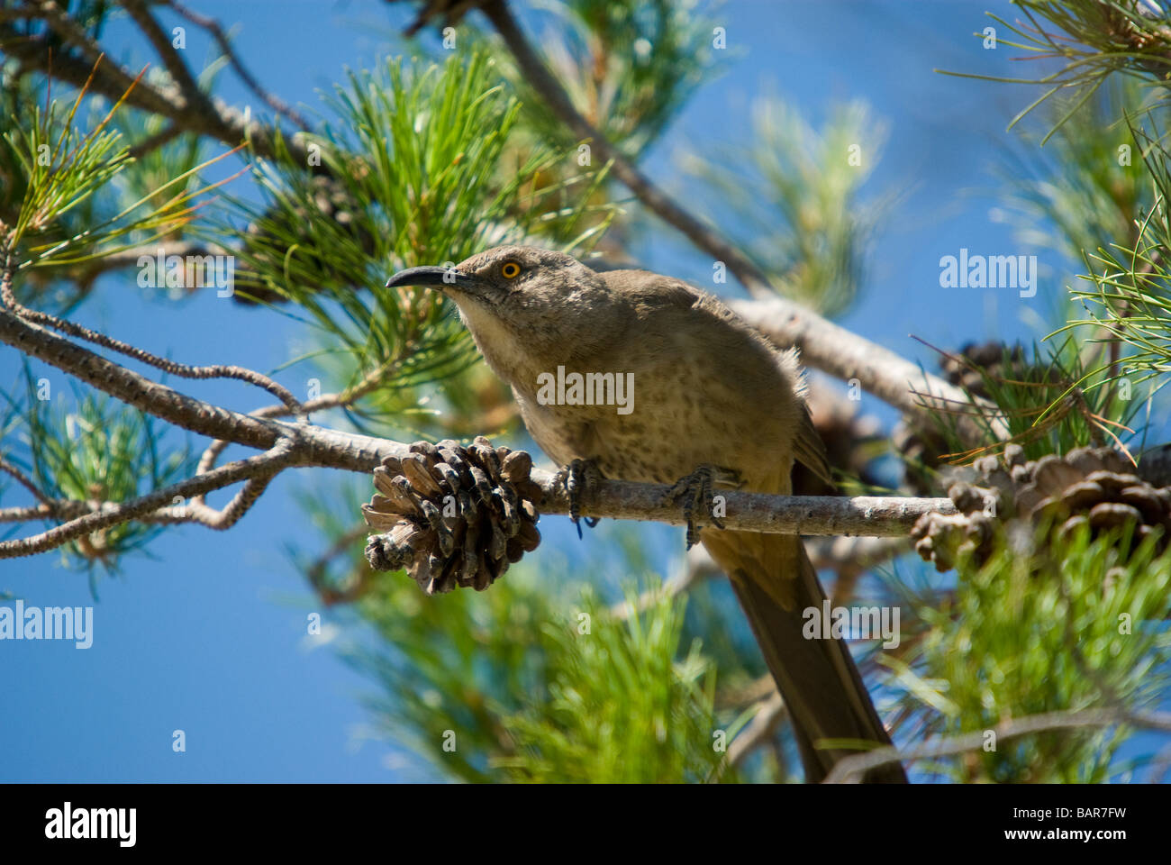 Curve-billed Thrasher (Toxostoma curvirostre) perched in a pine tree in ...