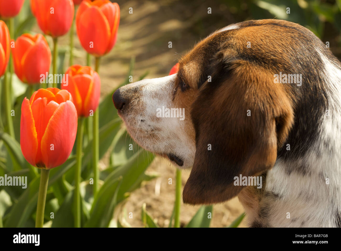 Dog Smelling Flowers High Resolution Stock Photography and Images - Alamy