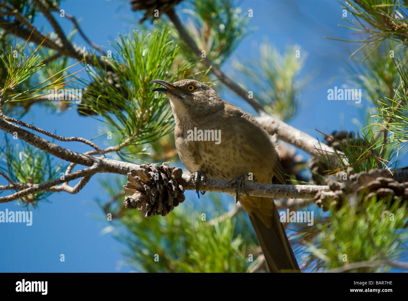 Curve-billed Thrasher (Toxostoma curvirostre) perched in a pine tree in ...