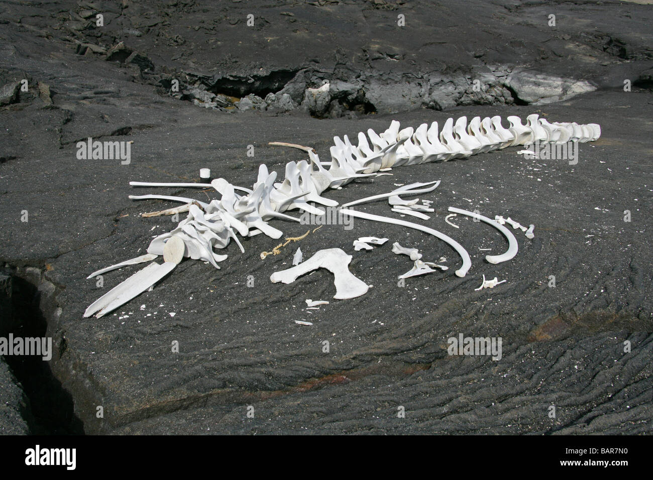 The Skeleton of a Small Whale on a Solidified Lava Flow, Punta Espinoza ...