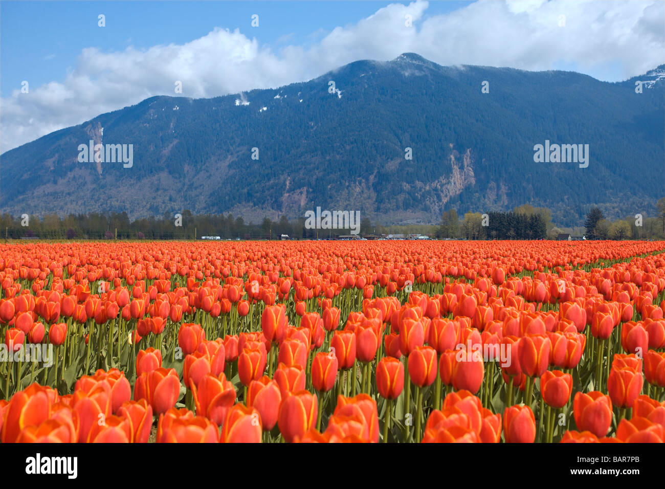 Canada vancouver tulip field hi-res stock photography and images - Alamy