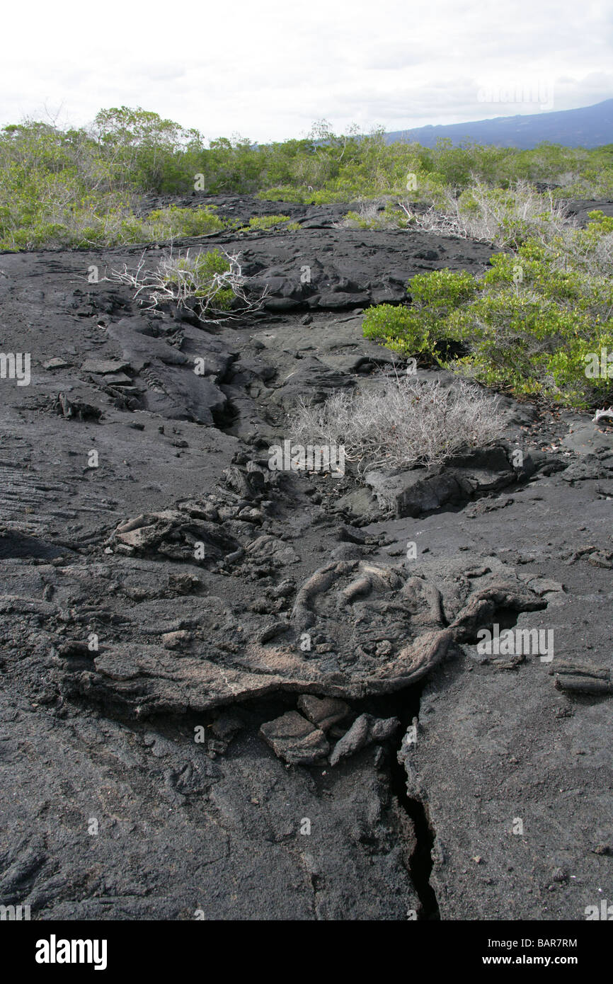 Solidified Lava Flow, Punta Espinoza, Fernandina Island, Galapagos ...