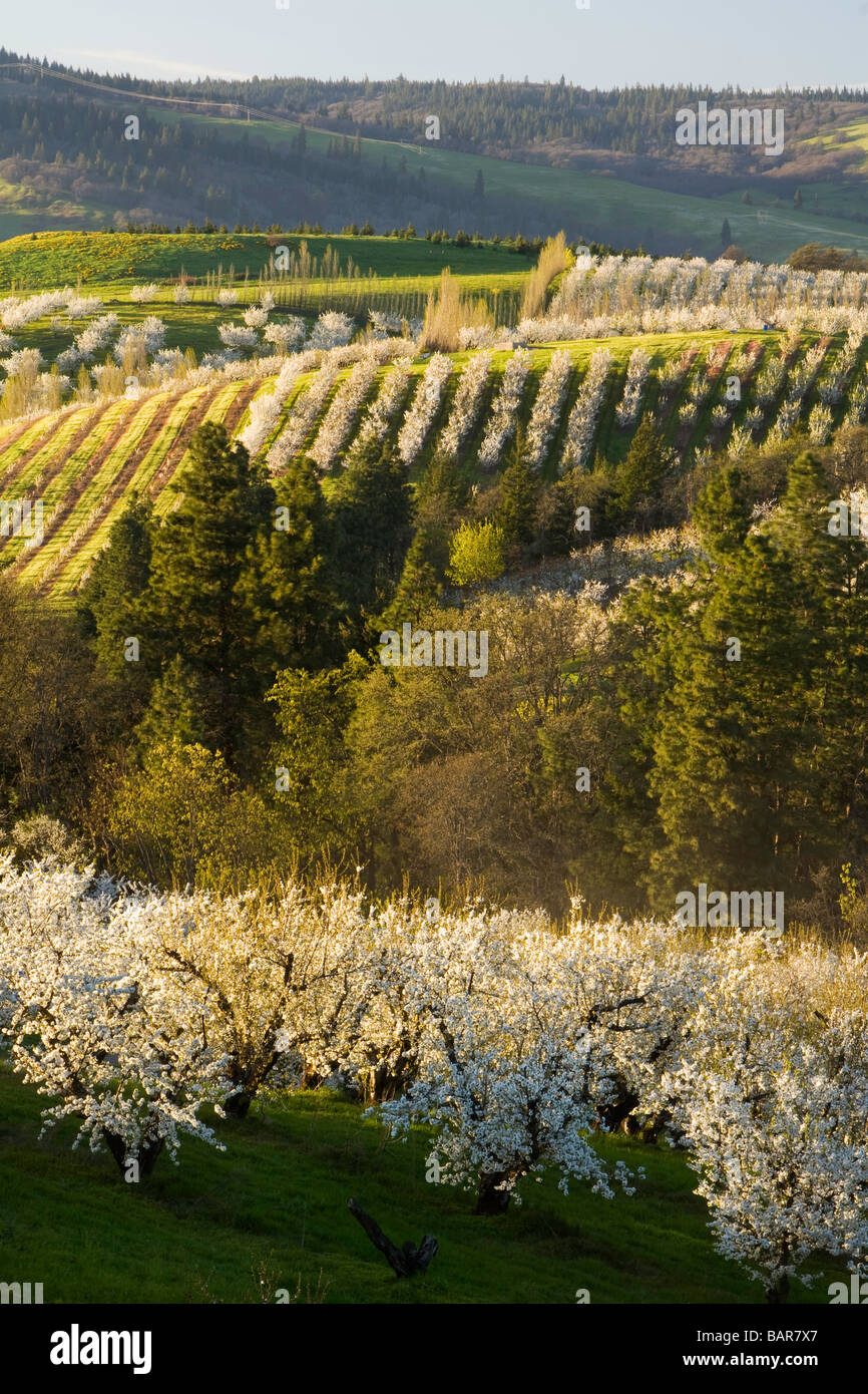 Cherry orchards in spring bloom Stock Photo - Alamy