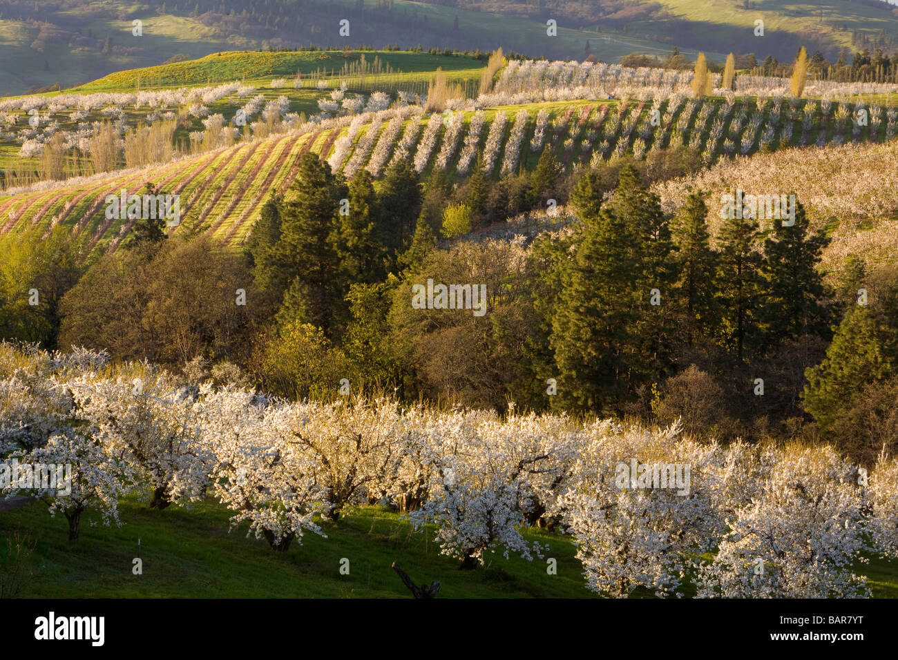 Cherry orchards in spring bloom Stock Photo - Alamy