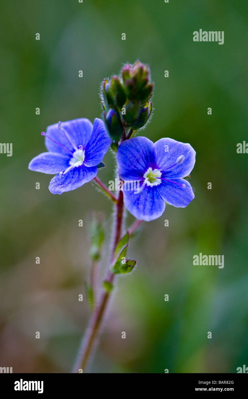 Common field speedwell hi-res stock photography and images - Alamy
