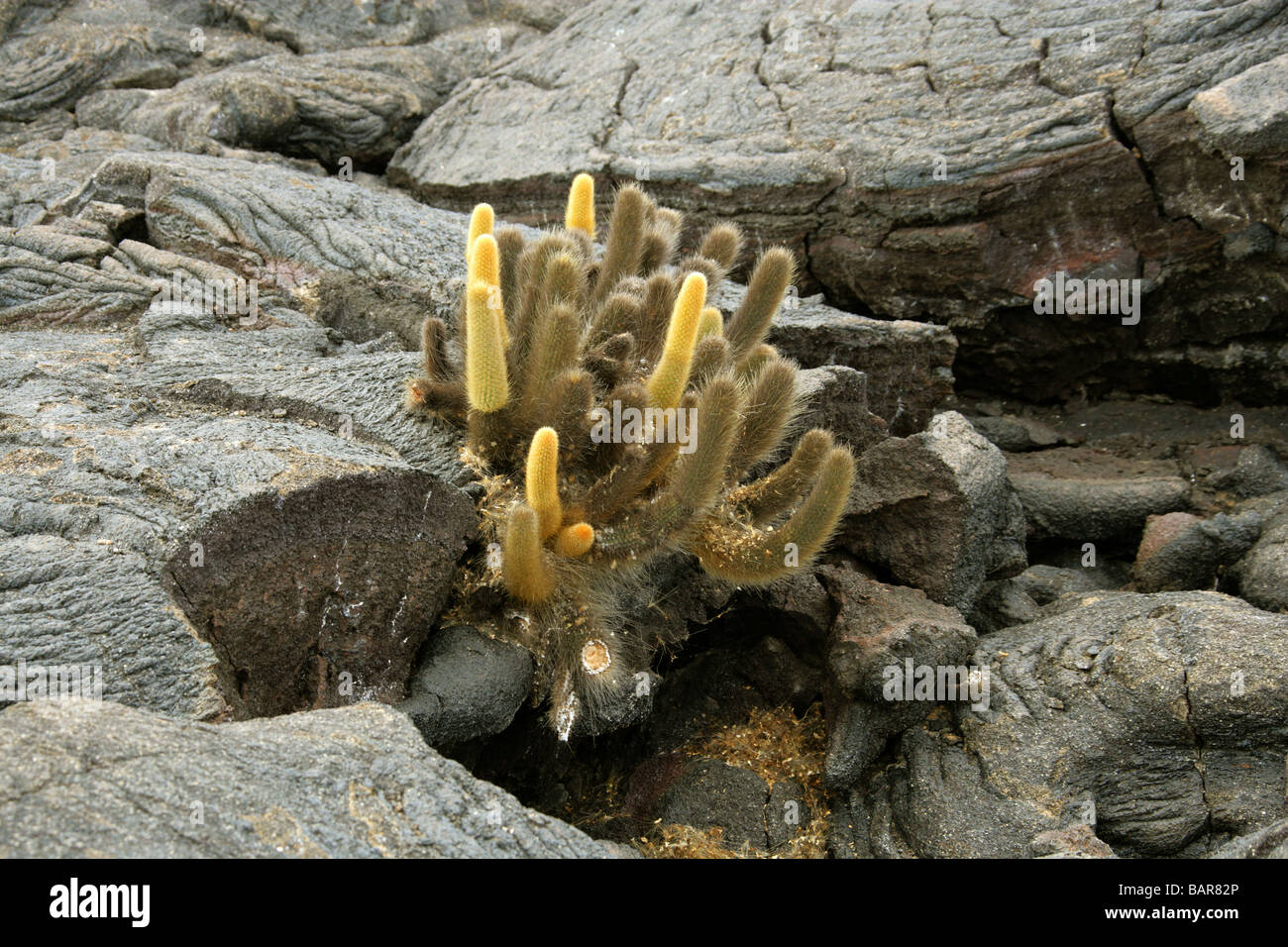 Lava Cactus, Brachycereus nesioticus, Cactaceae, Punta Espinosa ...