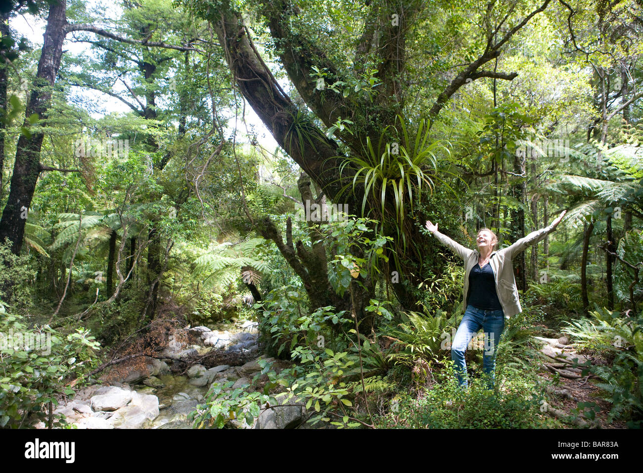 Indigenous forest hi-res stock photography and images - Alamy
