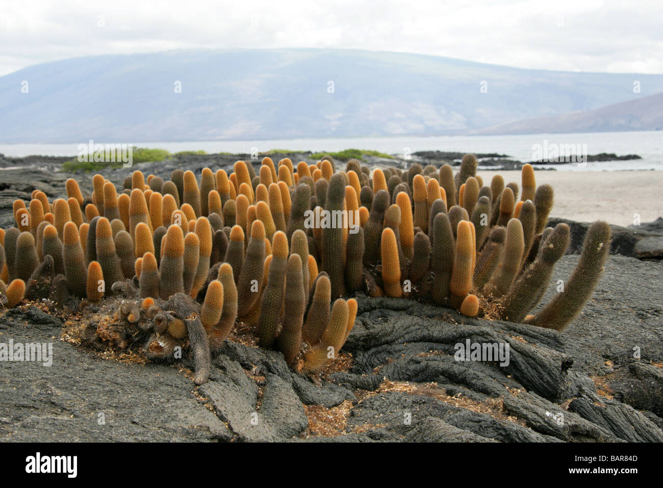 Lava Cactus, Brachycereus nesioticus, Cactaceae, Punta Espinosa ...