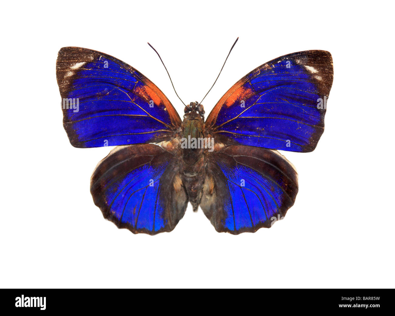 Blue white butterfly hi-res stock photography and images - Alamy