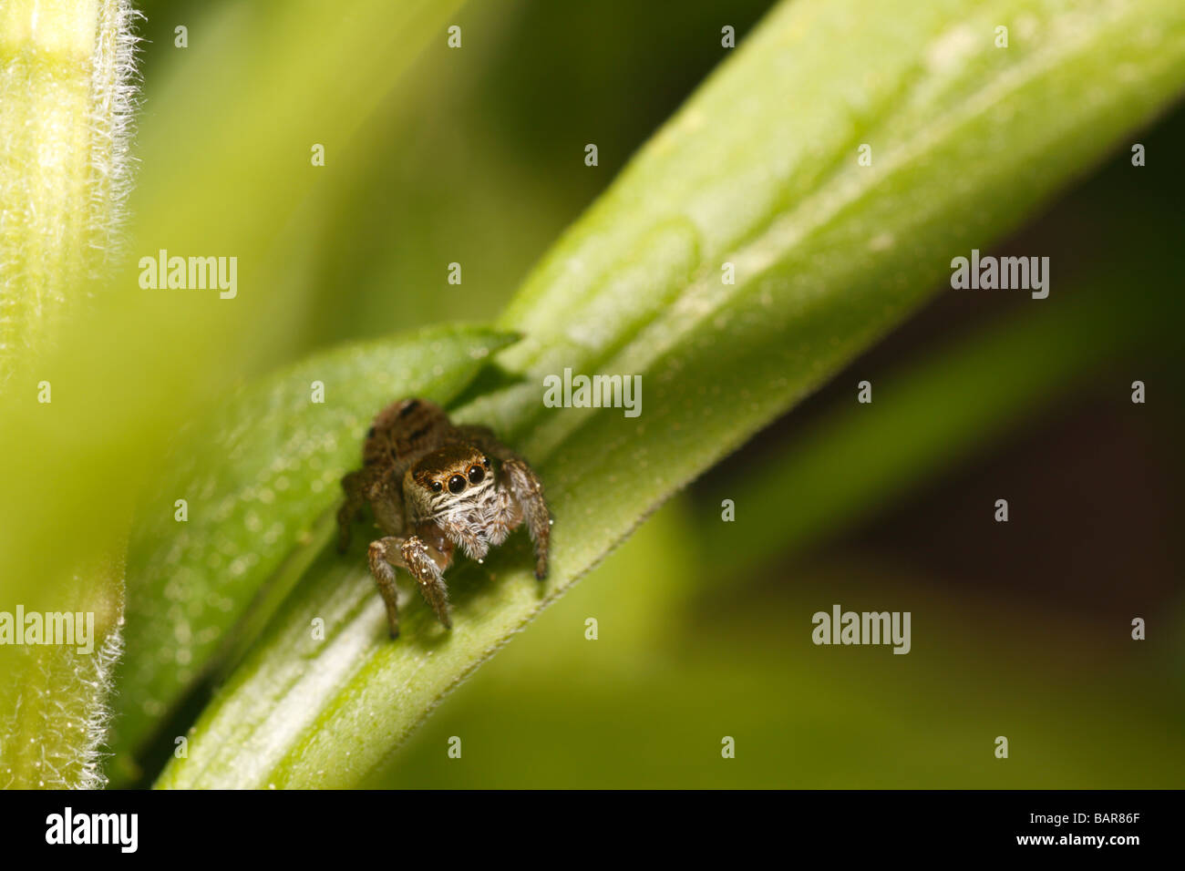 Jumping spider (Evarcha arcuata) on goldenrod leaves Stock Photo - Alamy
