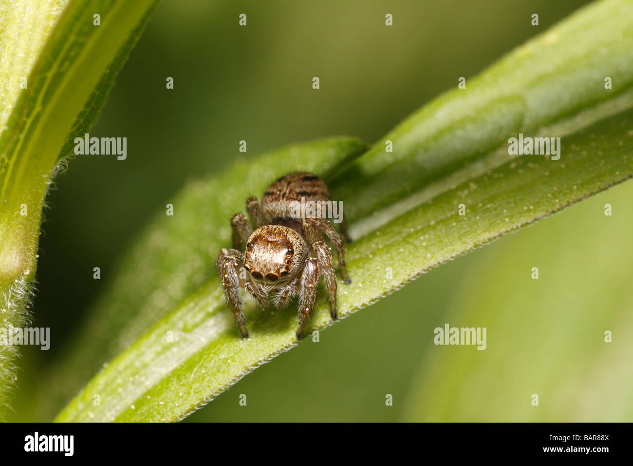 Evarcha arcuata hi-res stock photography and images - Alamy