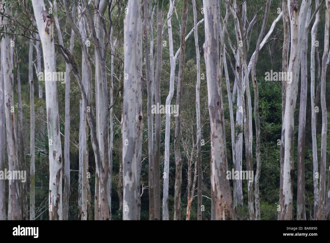 Australian Eucalyptus trees Stock Photo - Alamy