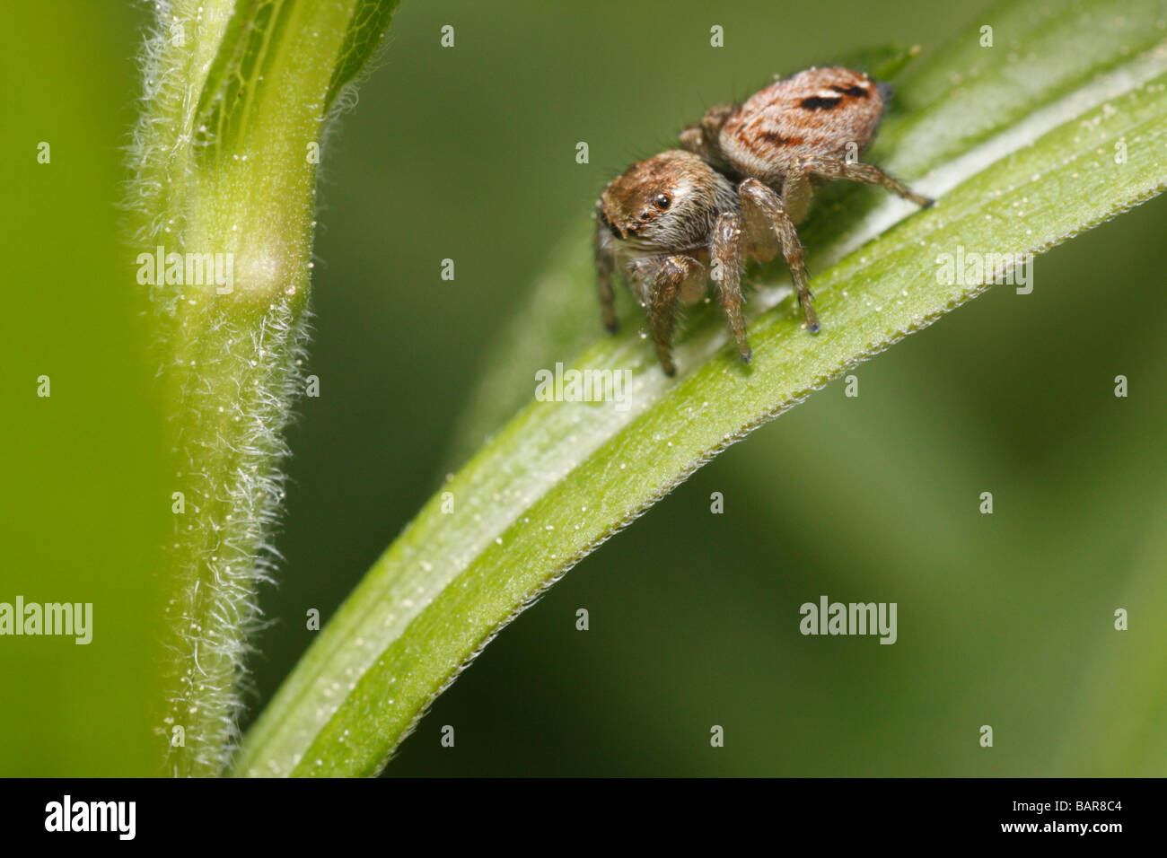 Evarcha arcuata hi-res stock photography and images - Alamy