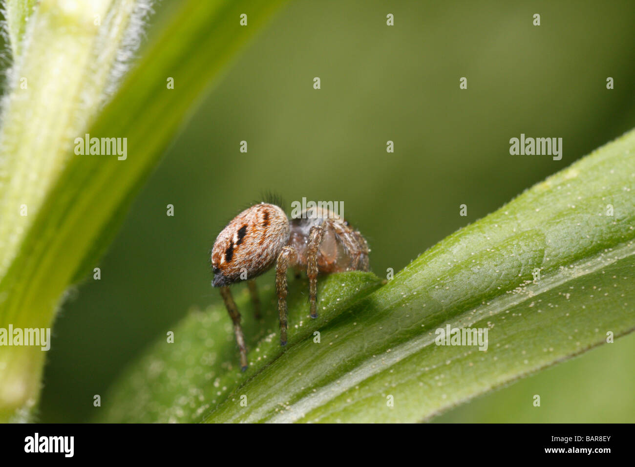 Evarcha arcuata hi-res stock photography and images - Alamy