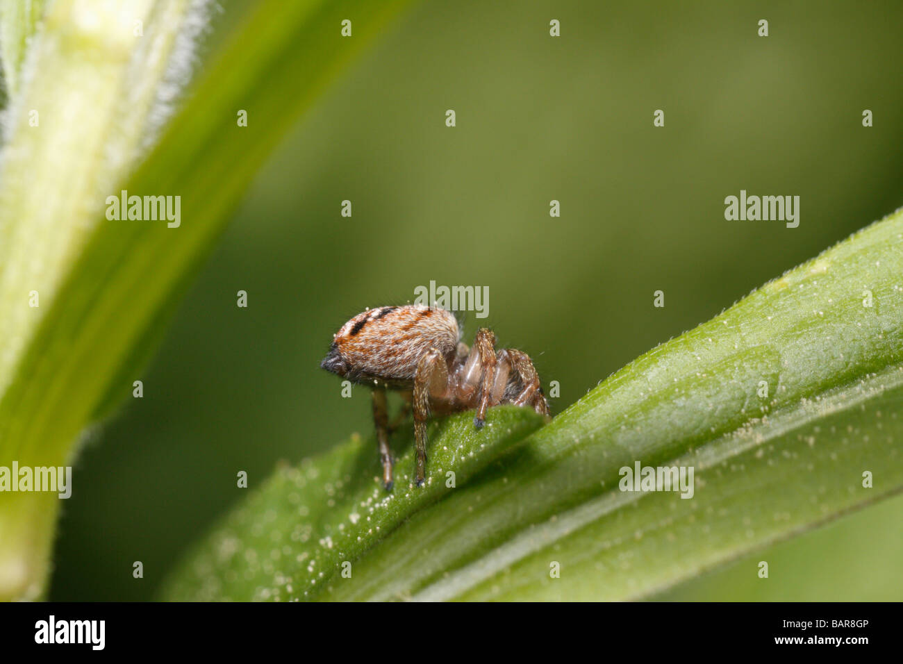 Jumping spider (Evarcha arcuata) on goldenrod leaves Stock Photo - Alamy