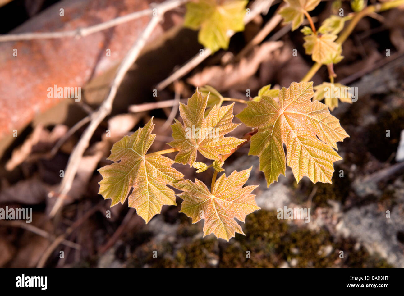 Close up of the Emerging Leaves of a Big Leaf Maple Tree Sapling ...