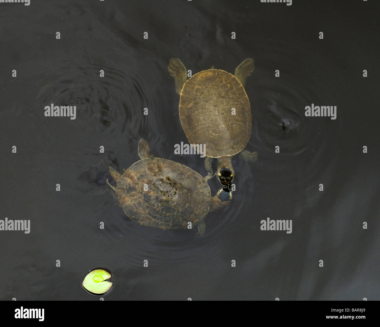 Australian turtles hi-res stock photography and images - Alamy