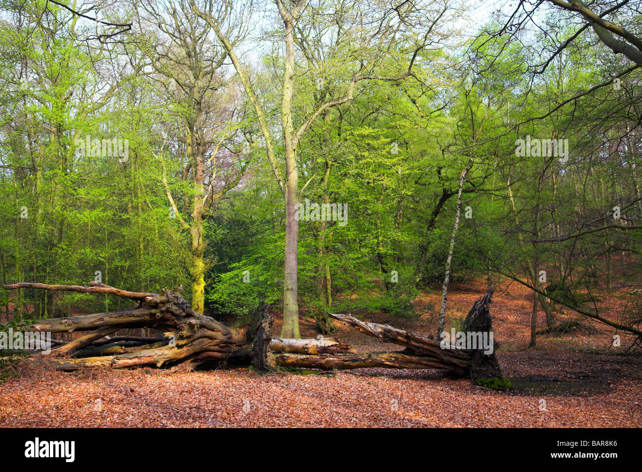 Epping forest spring hi-res stock photography and images - Alamy