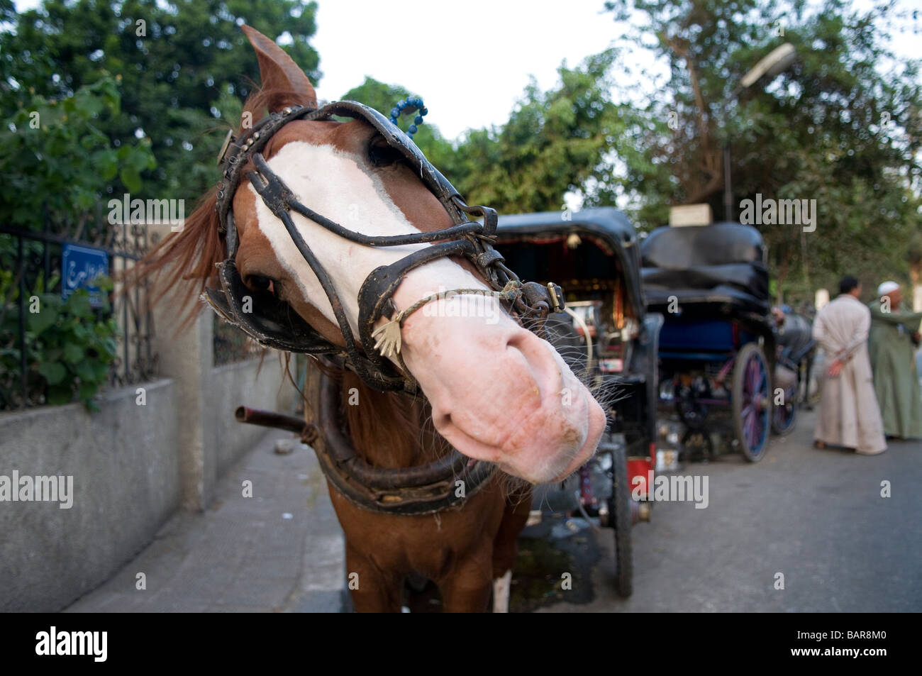 Caleche horse drawn carriage in Zamalek district on the Nile island of ...