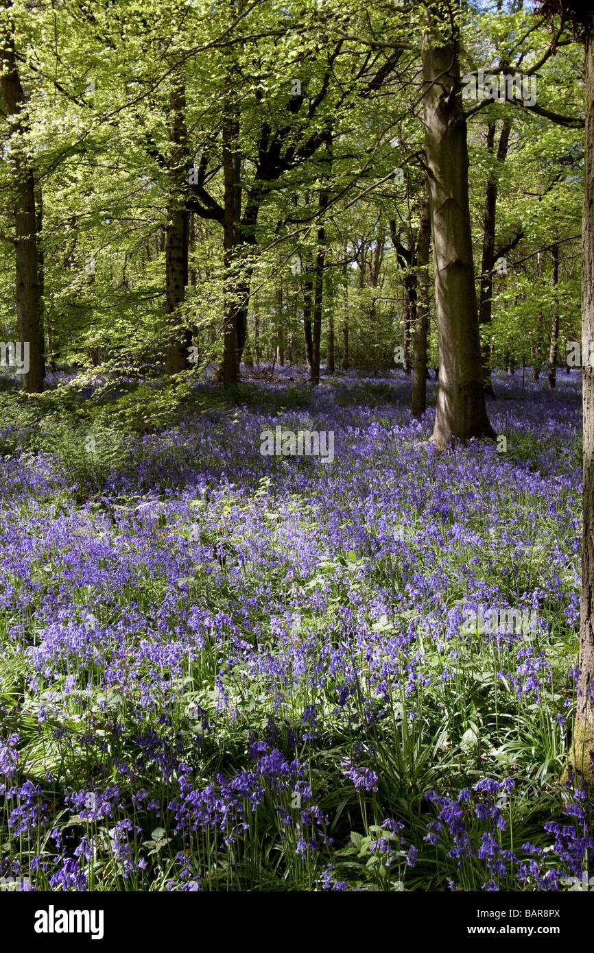 Staffhurst wood hi-res stock photography and images - Alamy