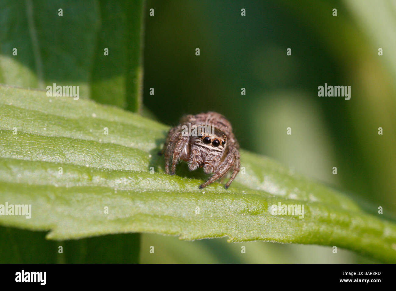Evarcha arcuata hi-res stock photography and images - Alamy