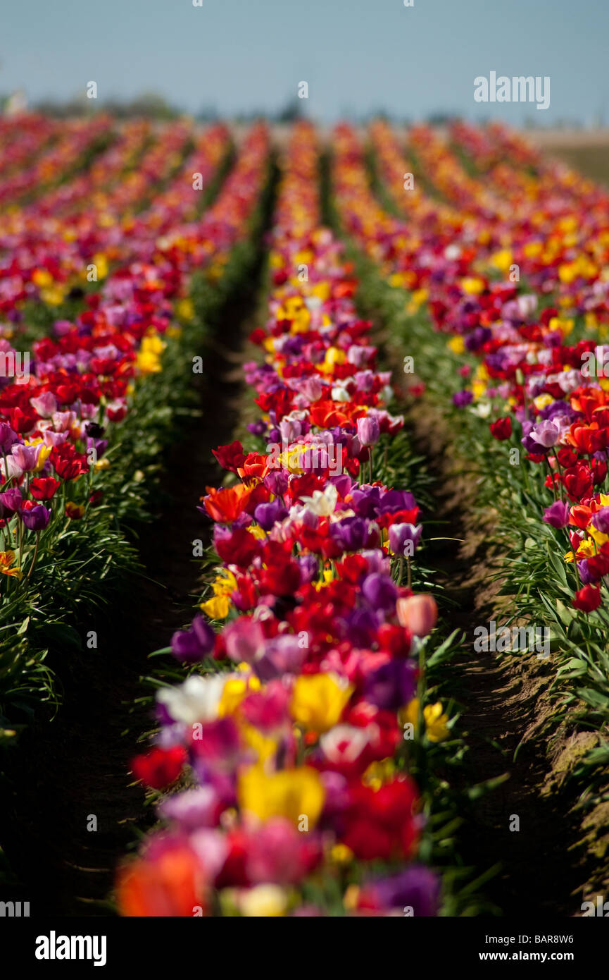 A large field of blooming colorful tulips planted in rows Stock Photo ...