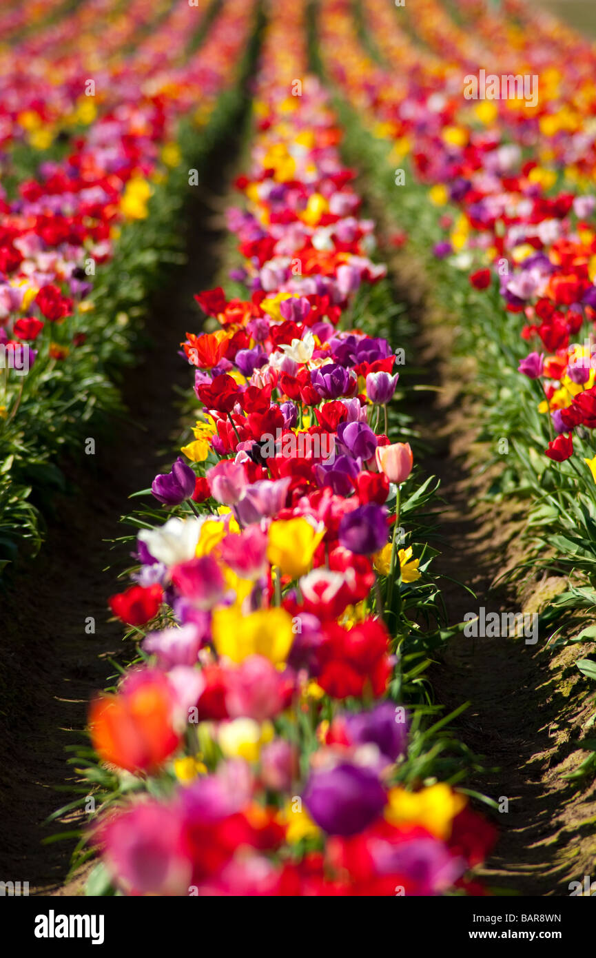 A large field of blooming colorful tulips planted in rows Stock Photo ...