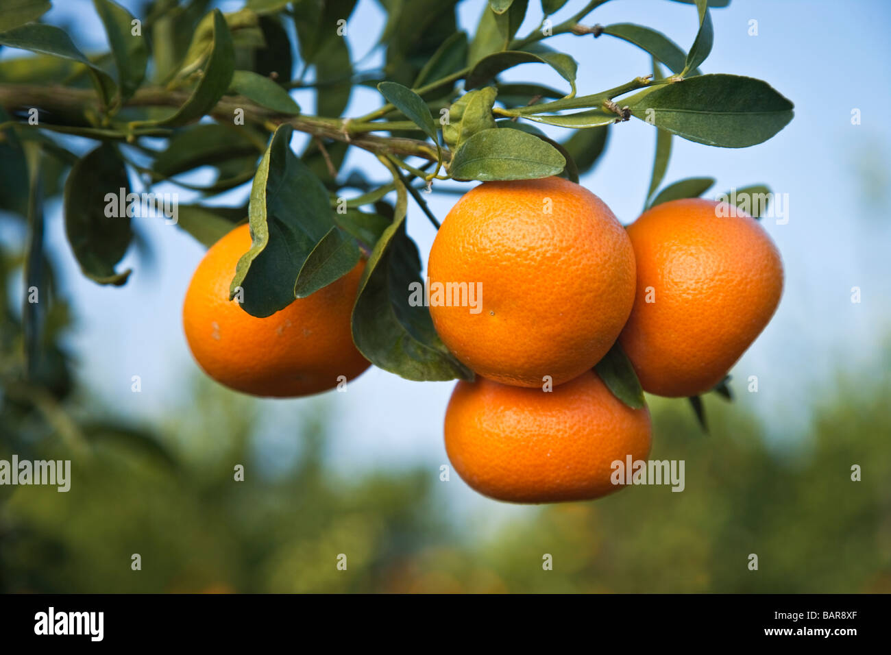 Murcott hi-res stock photography and images - Alamy