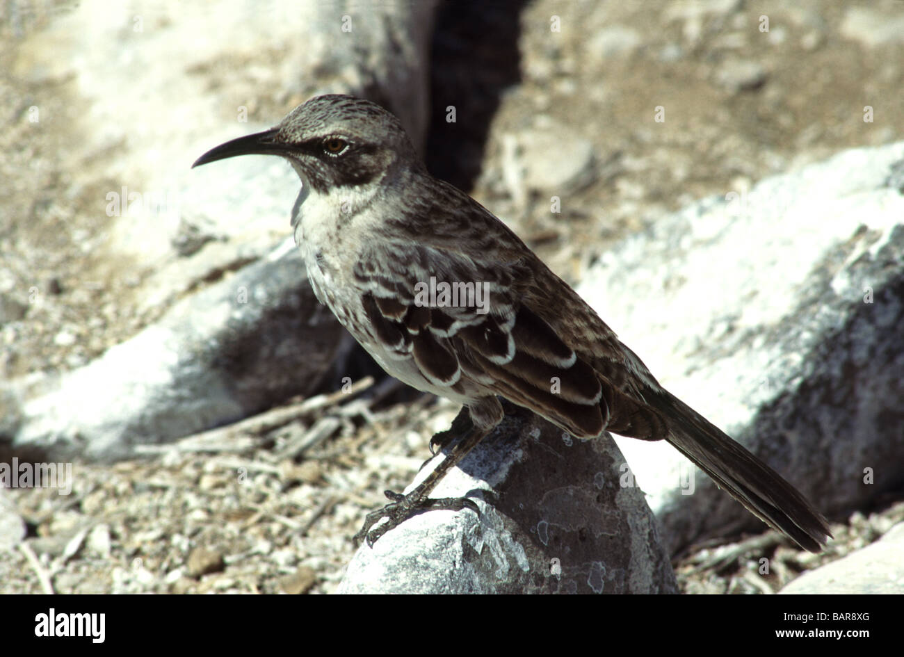 Galapagos Islands. Hood Mockingbird. Adult on a rock.Hood Island Stock ...