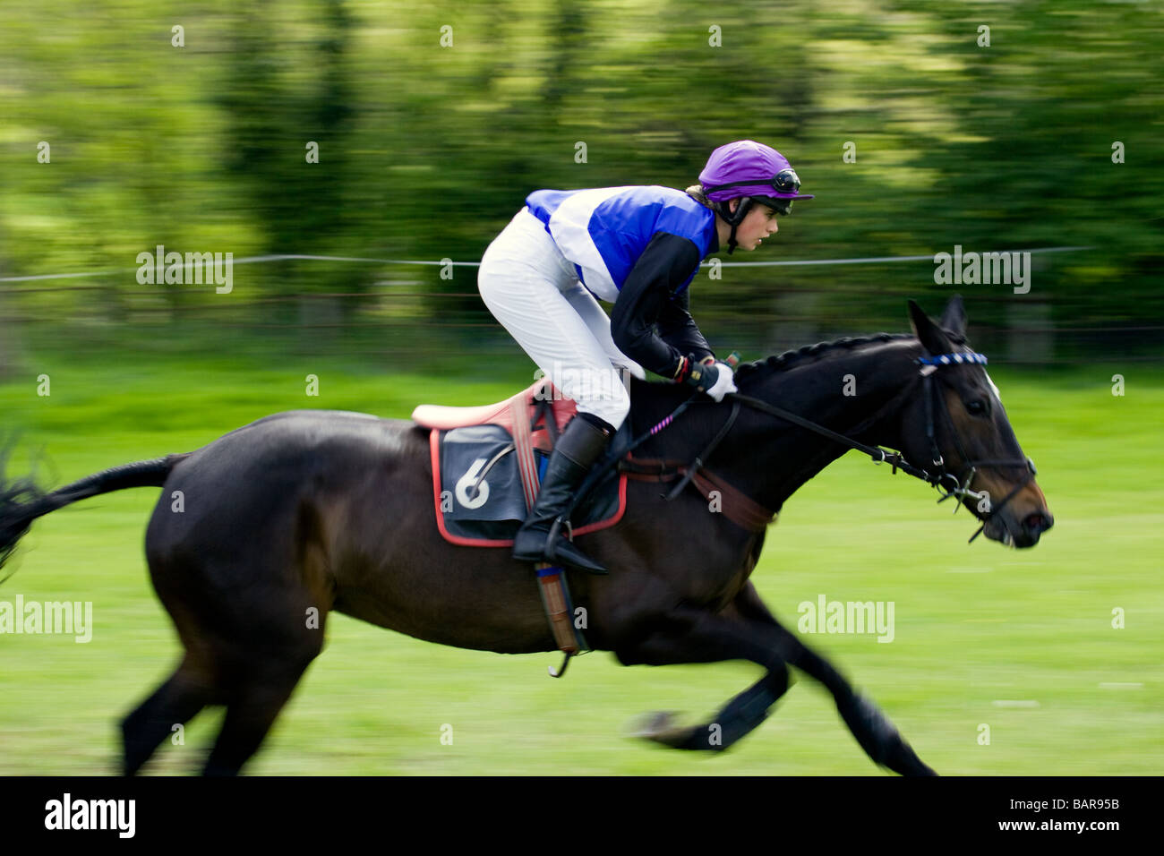 Blue point horse hi-res stock photography and images - Alamy