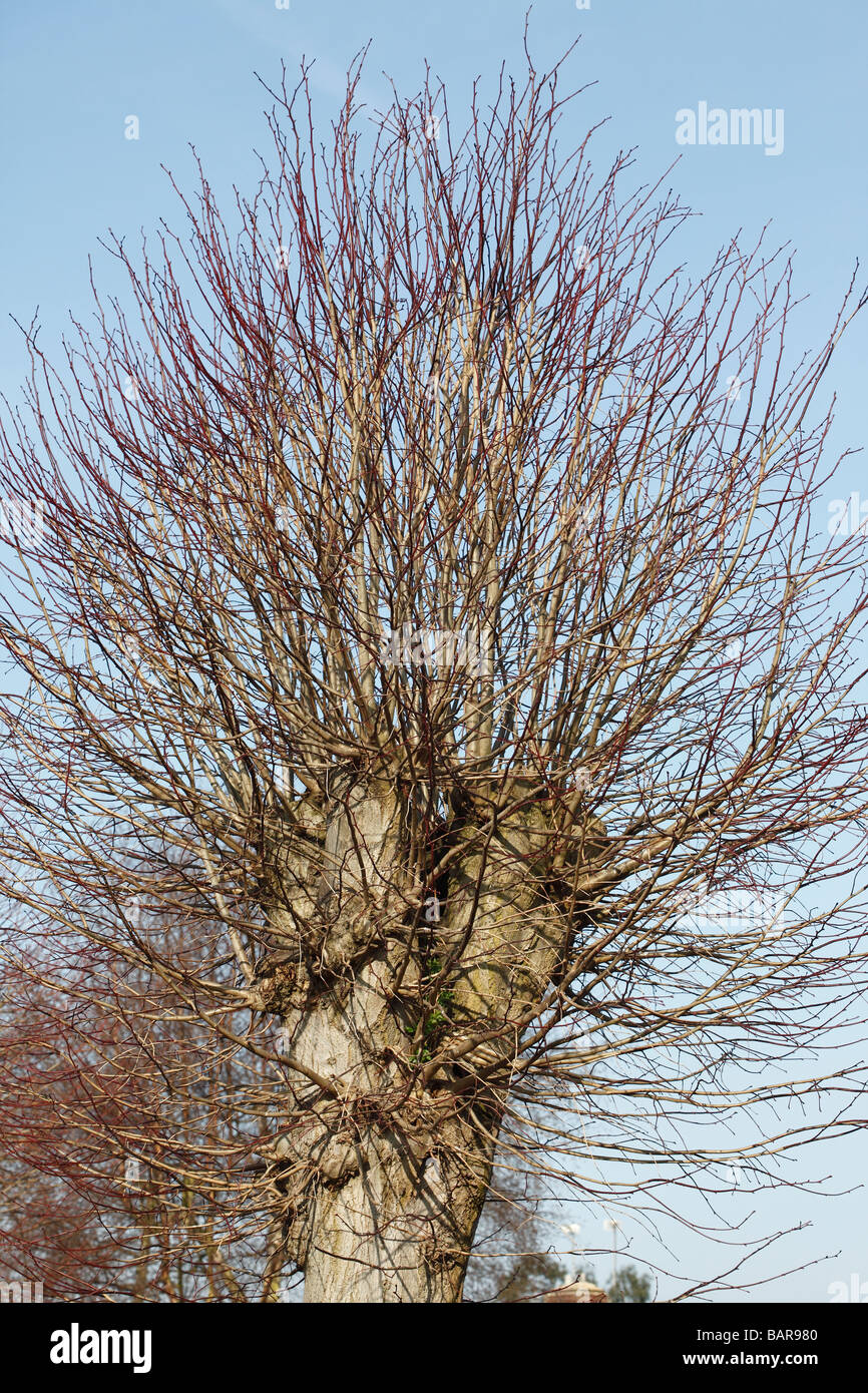 NEW GROWTH ON LIME TREE AFTER POLLARDING Stock Photo - Alamy