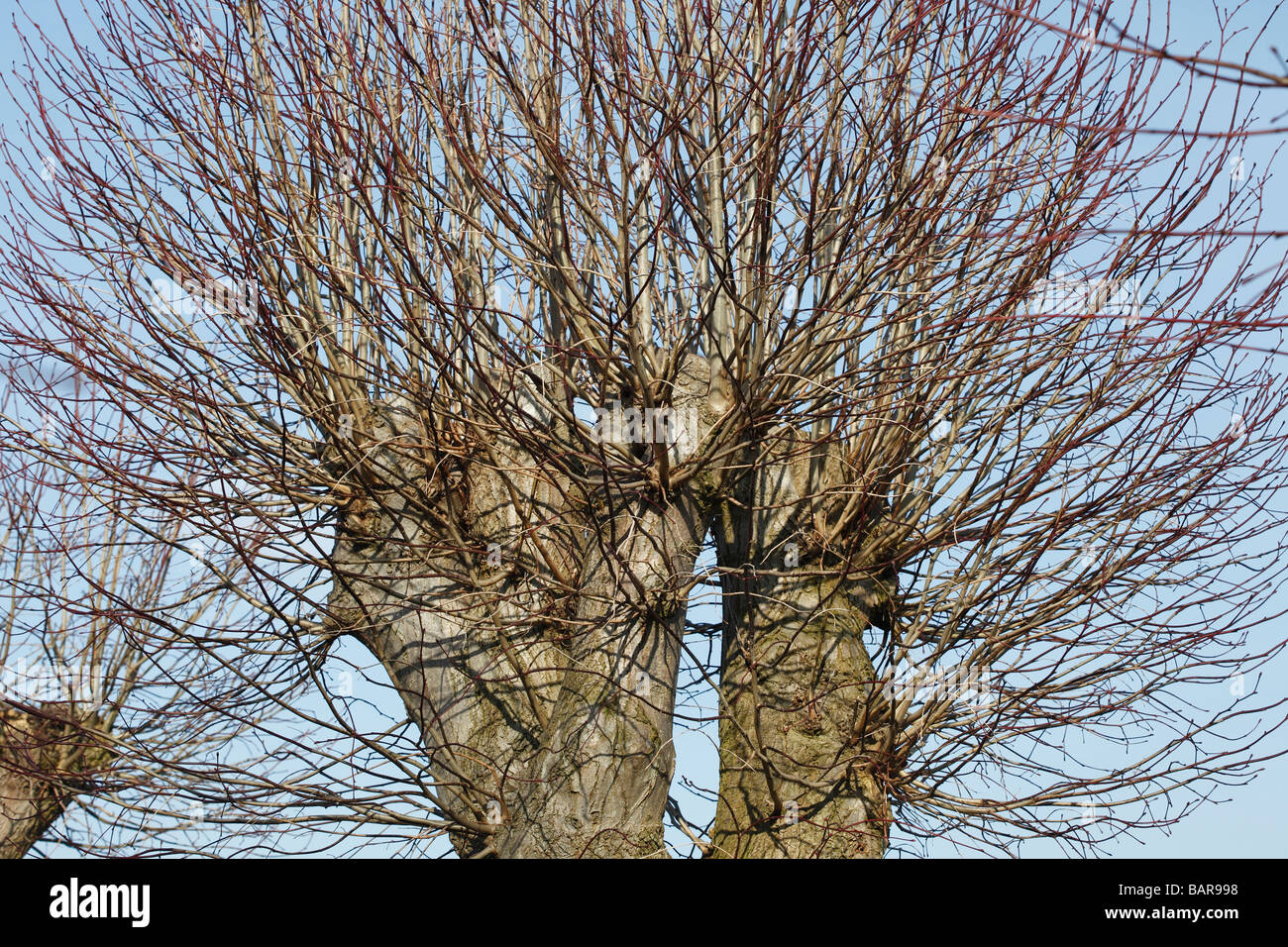 NEW GROWTH ON LIME TREE AFTER POLLARDING Stock Photo - Alamy