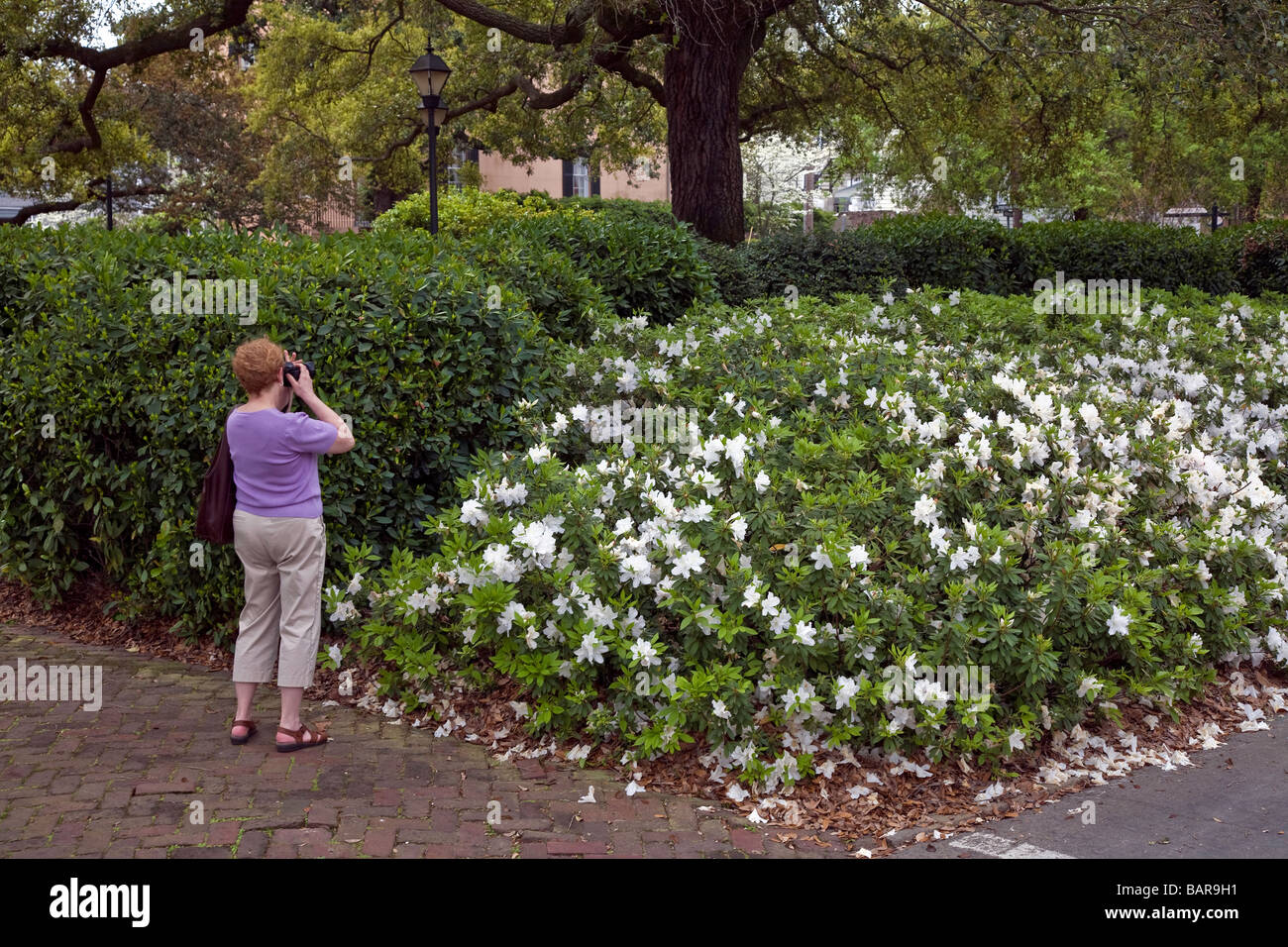 Lady is taking photos of the blooming azaleas in Savannah Georgia USA ...