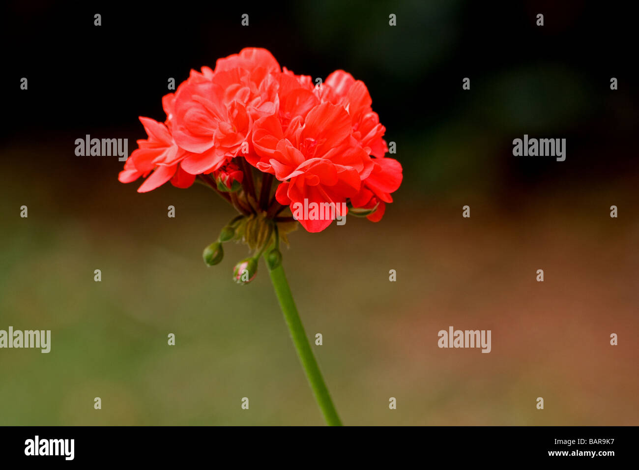 Red geranium close-up Stock Photo - Alamy