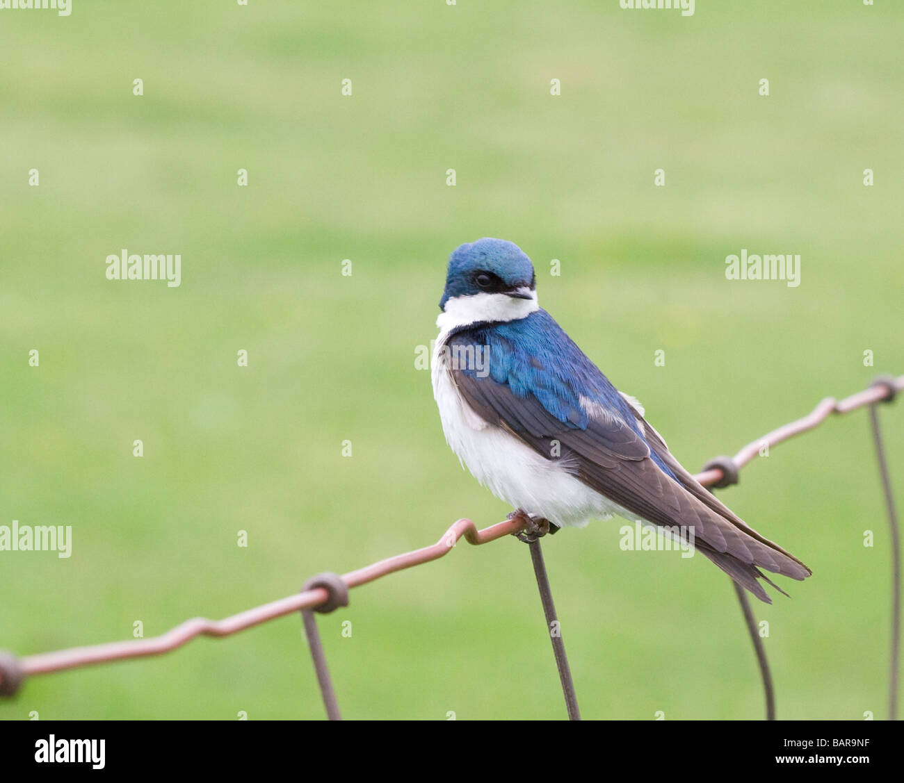 tree swallow bird Stock Photo - Alamy