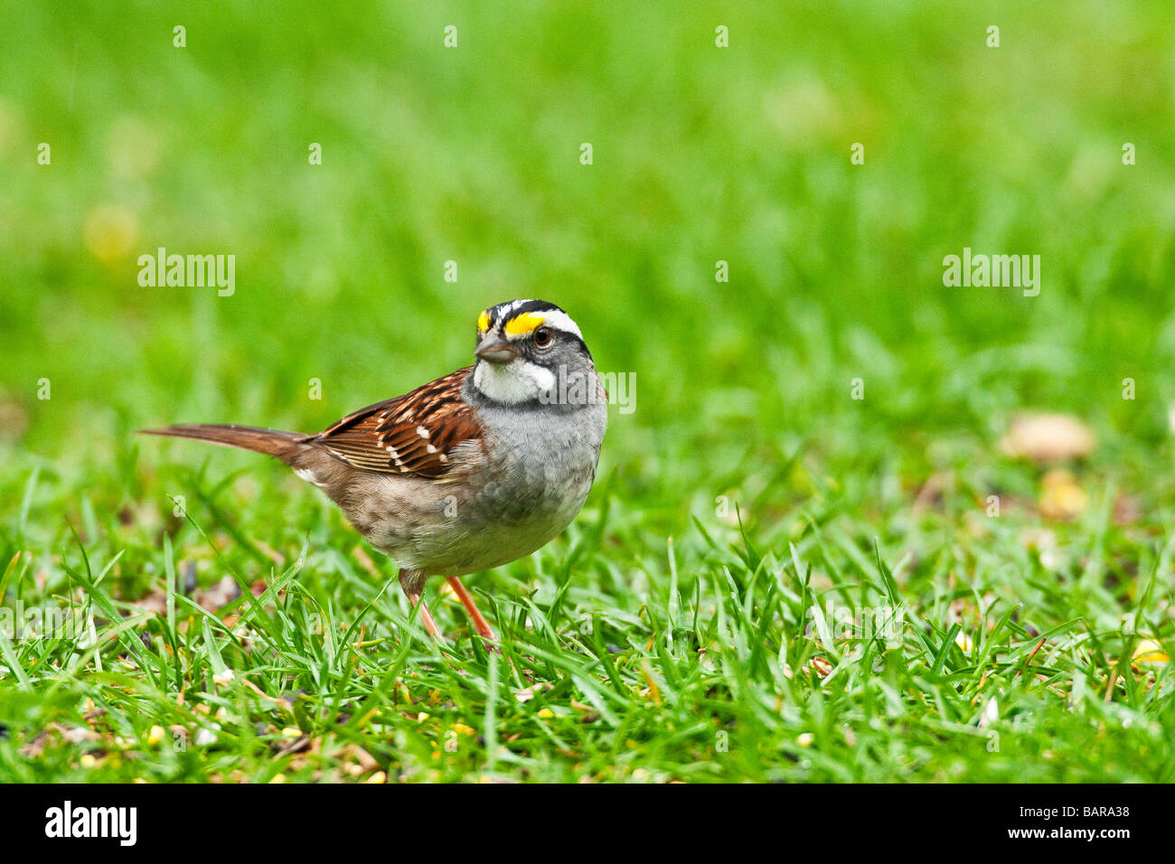 Bird forage foraging ground grass green sparrow hi-res stock ...