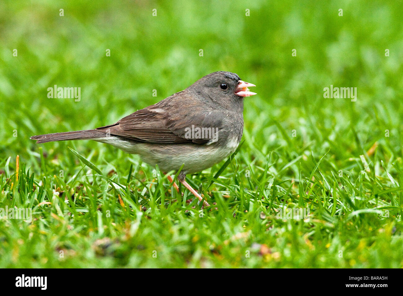 Junco bird hi-res stock photography and images - Alamy