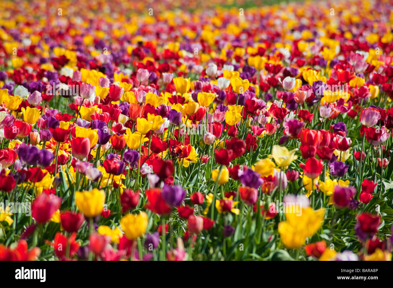A large field of blooming colorful tulips planted in rows Stock Photo ...