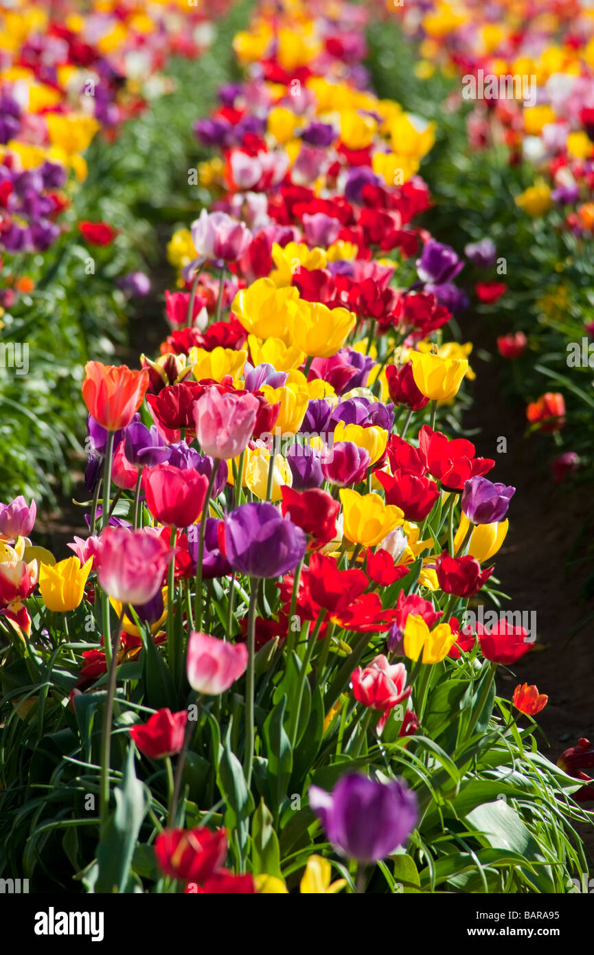 A large field of blooming colorful tulips planted in rows Stock Photo ...