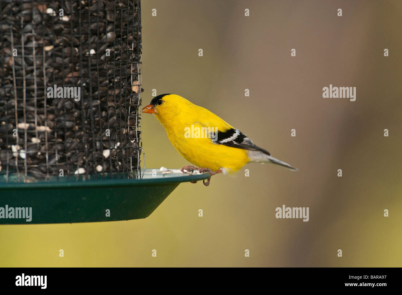 Breeding male goldfinch hi-res stock photography and images - Alamy