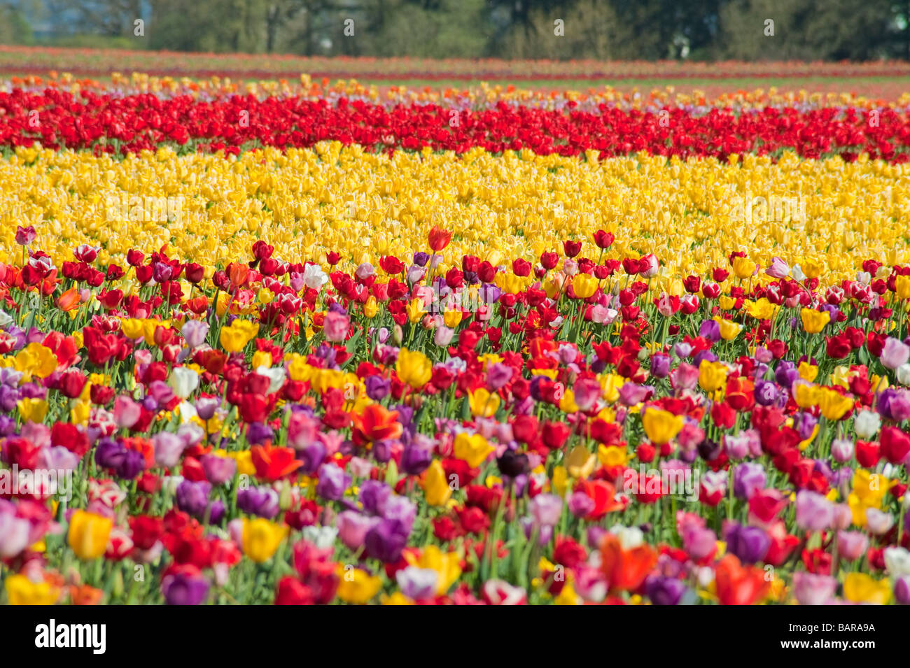 A large field of blooming colorful tulips planted in rows Stock Photo ...