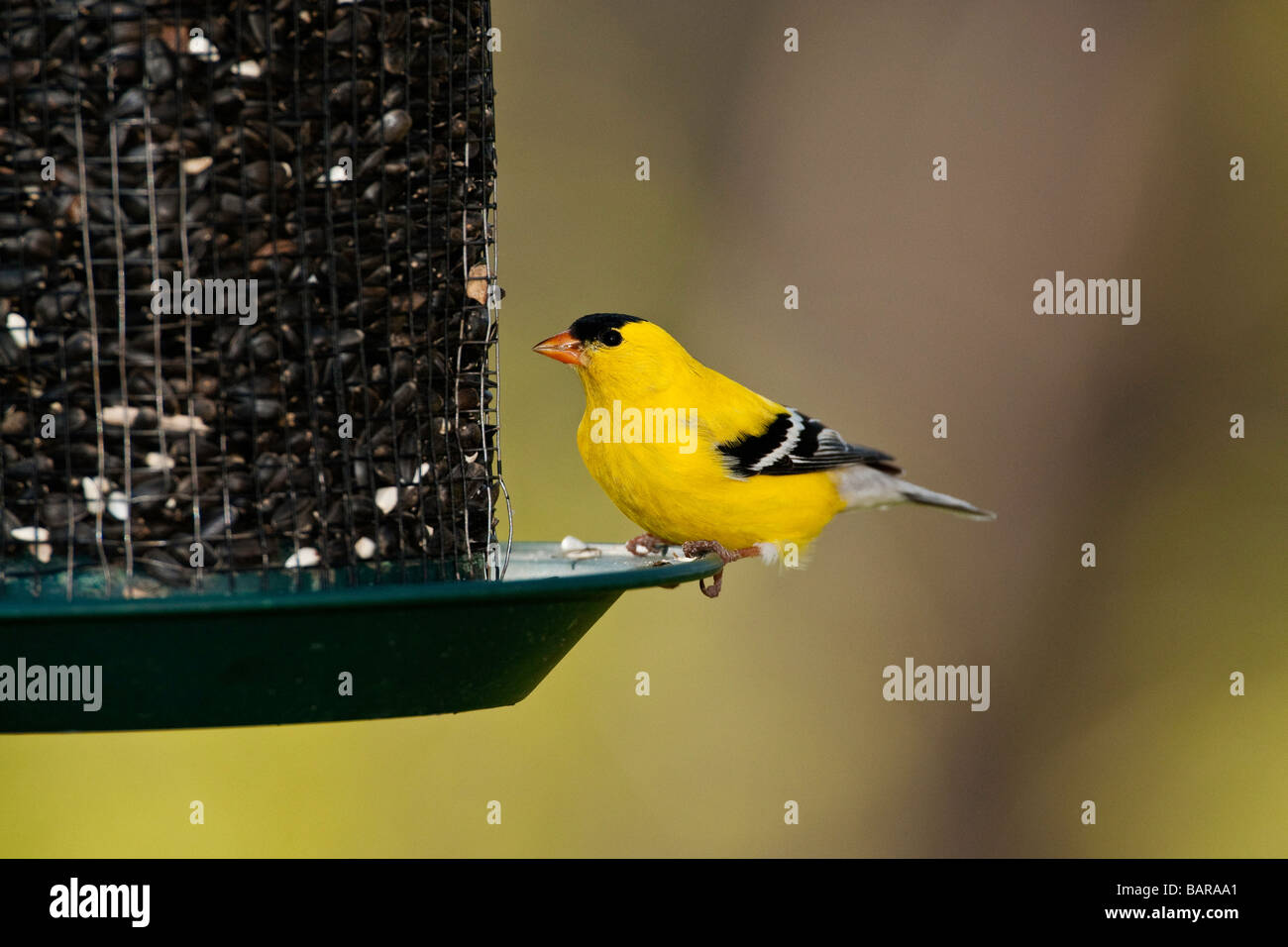 Breeding male goldfinch hi-res stock photography and images - Alamy